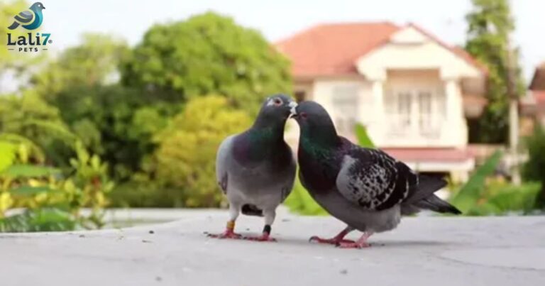 Mating in Pigeons: The Secret Love Life of These Fascinating Birds ...