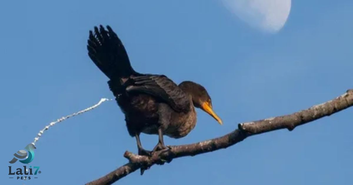 Understanding Normal Bird Poop: A Complete Guide for Bird Owners ...