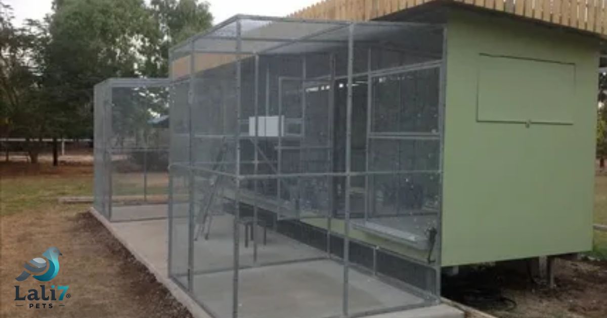 Pigeon Loft Design Plans: The Ultimate Guide to Building the Perfect ...