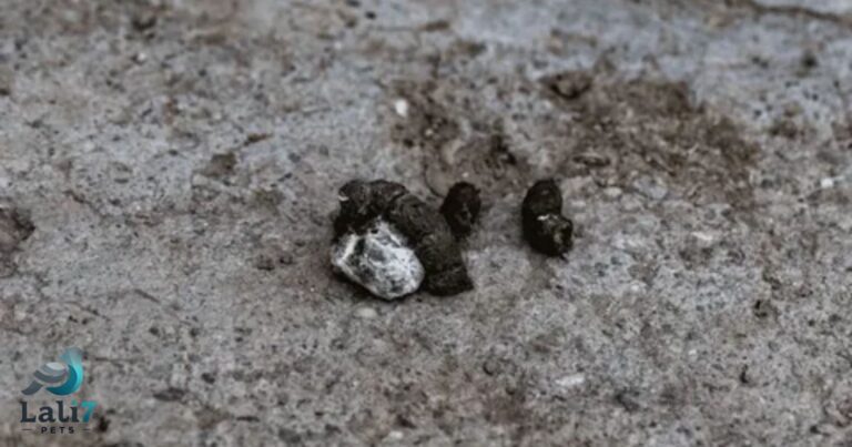 Understanding Normal Bird Poop: A Complete Guide for Bird Owners ...