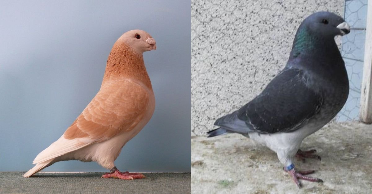 American Show Racer Pigeon: The Ultimate Guide to the Bird of Dignity ...